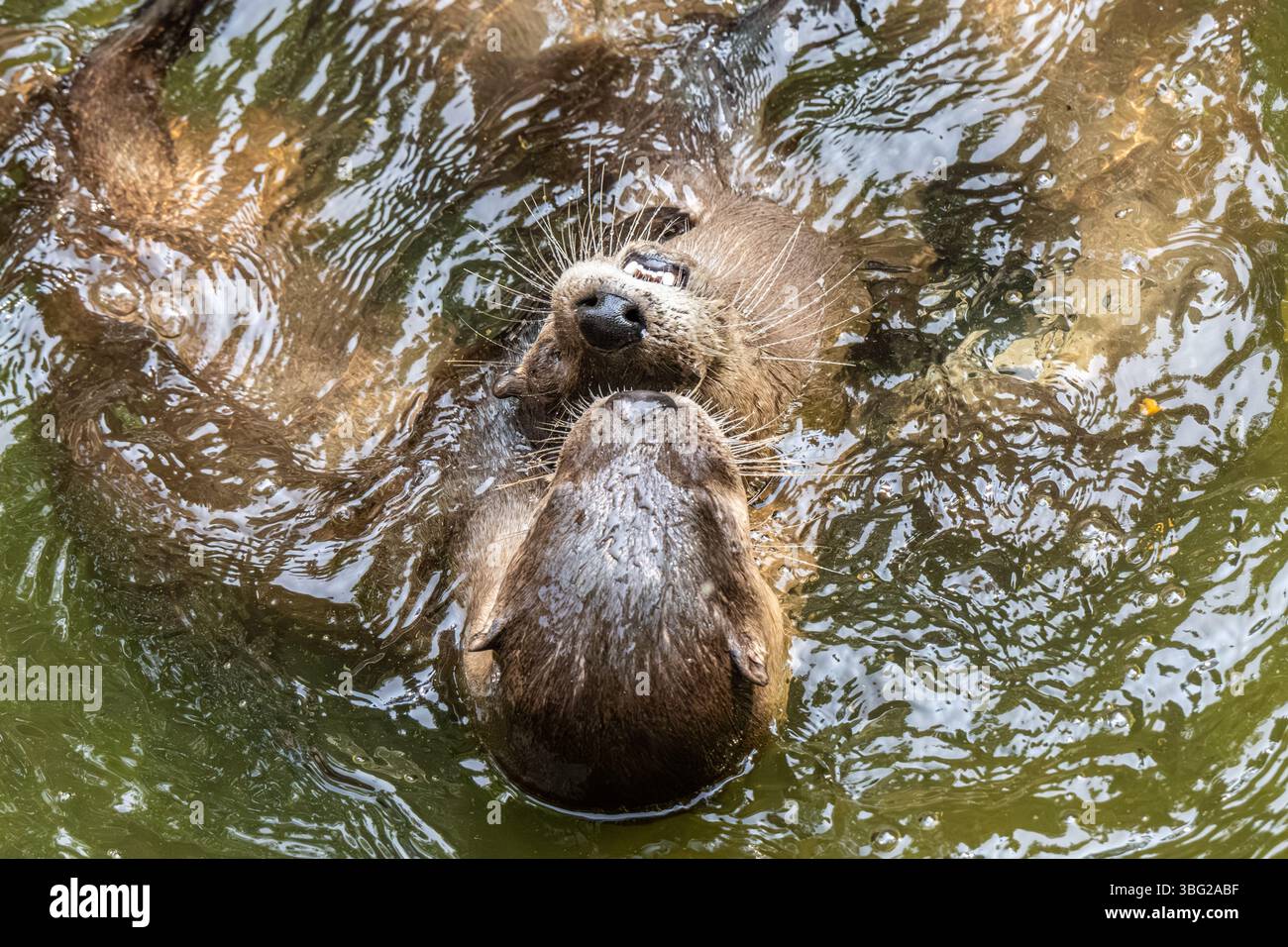 PlayfulNorth American river otters (Lontra canadensis) at the Yellow ...