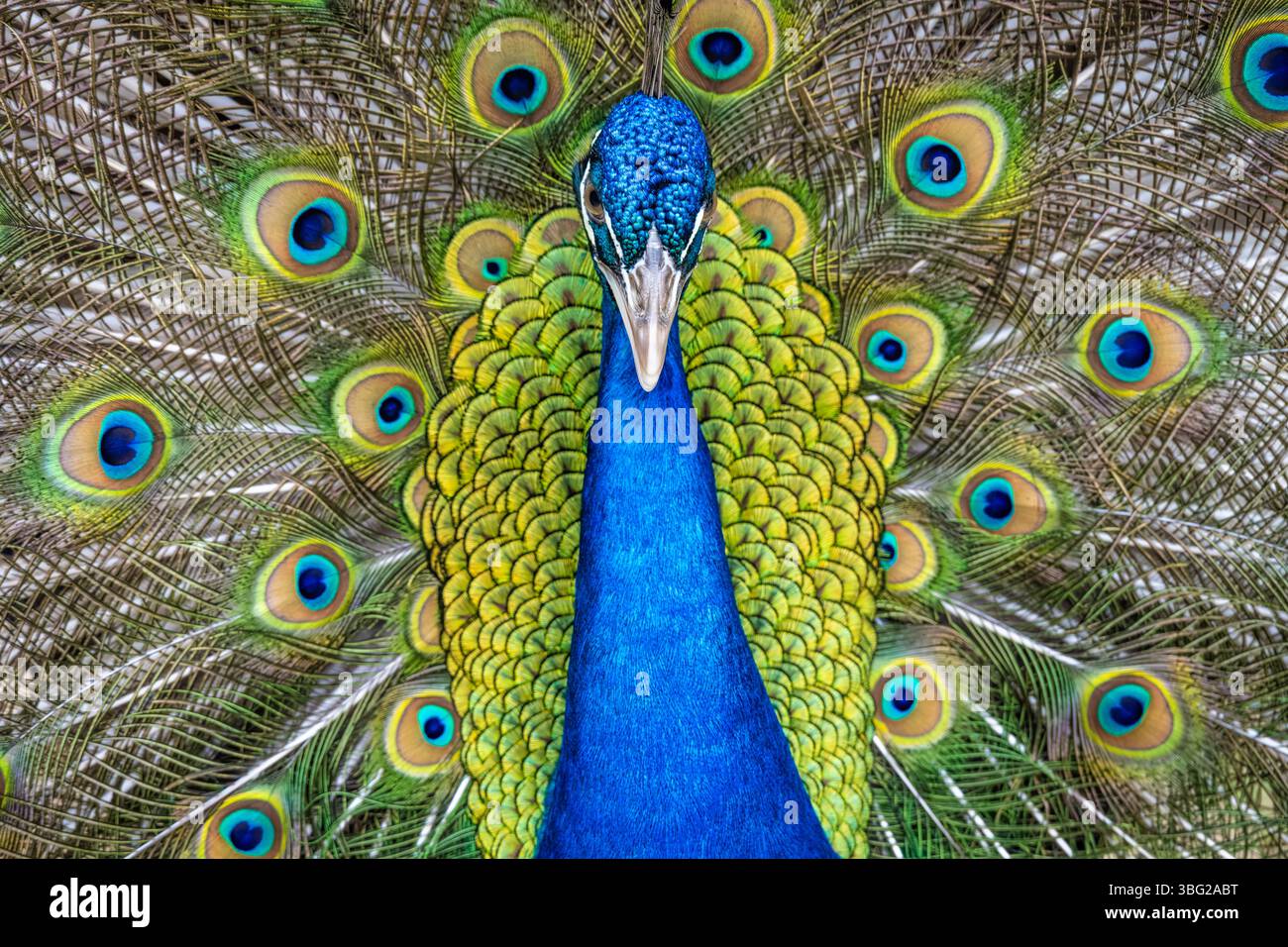 Beautiful Indian Peacock at the Yellow River Wildlife Sanctuary near ...