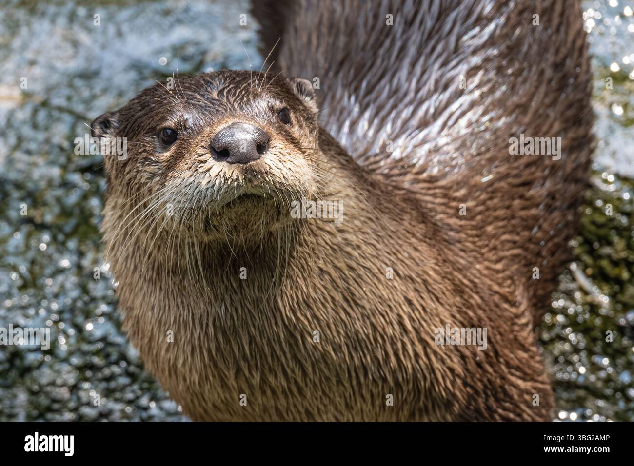 North American river otter (Lontra canadensis) at the Yellow River ...