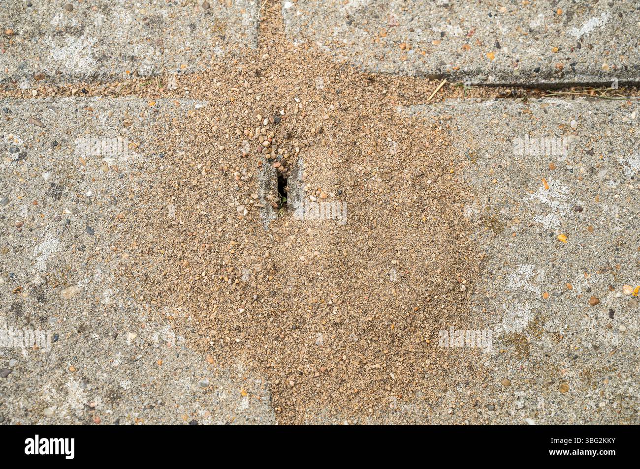 anthill between the tiles, Denmark, May 25, 2025 Stock Photo - Alamy