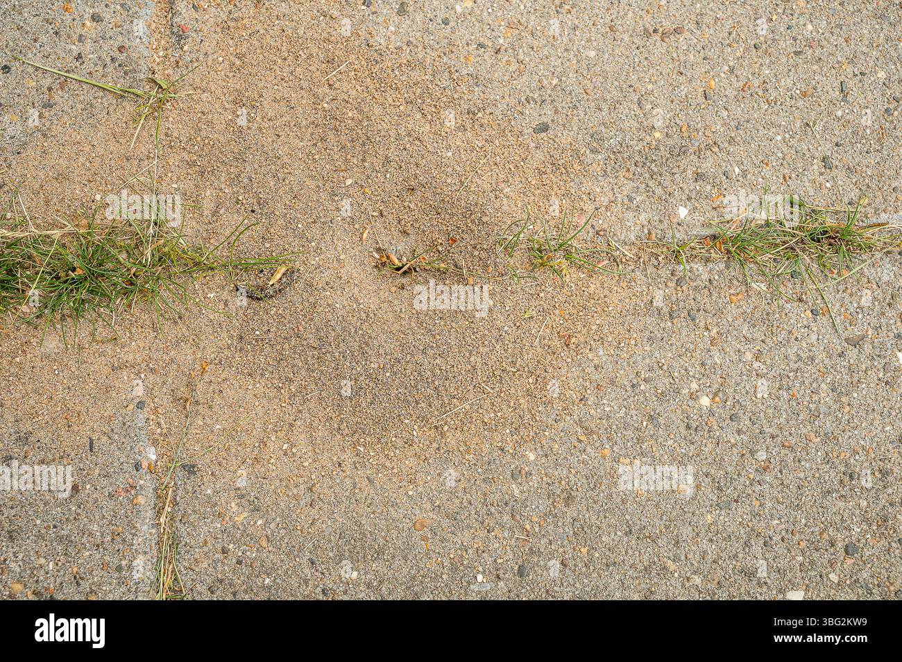 anthill in the sand between tiles, Denmark, May 25, 2025 Stock Photo ...