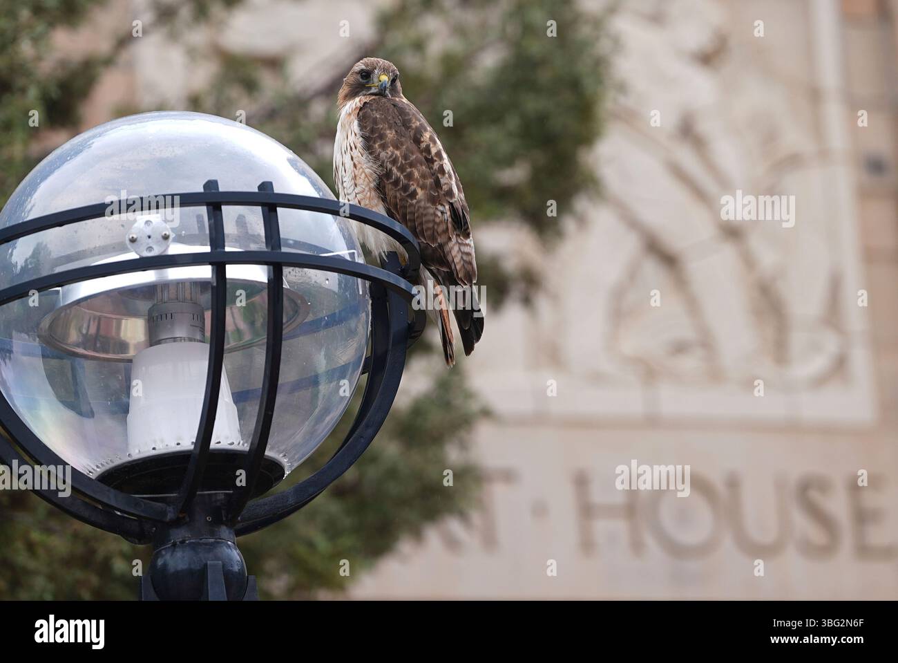 A red-tailed hawk surveys the lawn from a light outside of the Boulder ...