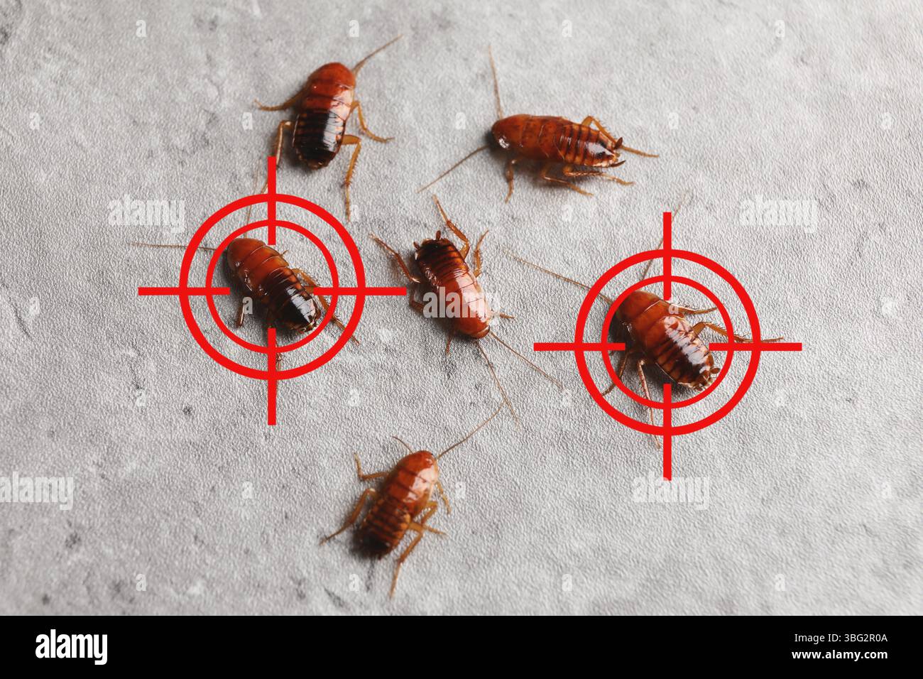 Cockroaches and red target symbols on grey surface, top view. Pest ...