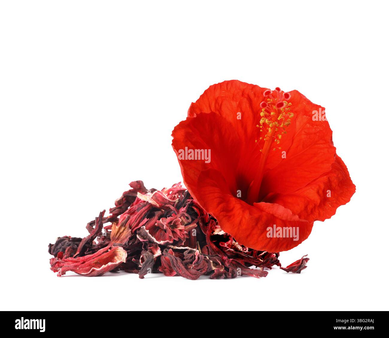 Red hibiscus flower and dried calyces on white background Stock Photo ...