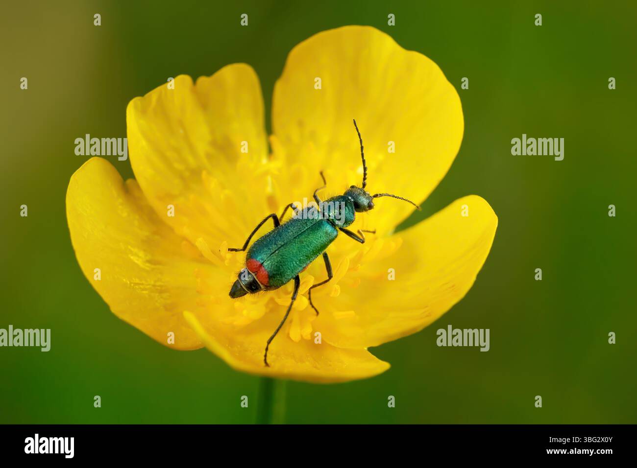 Common Malachite Beetle (Malachius bipustulatus) female on buttercup ...