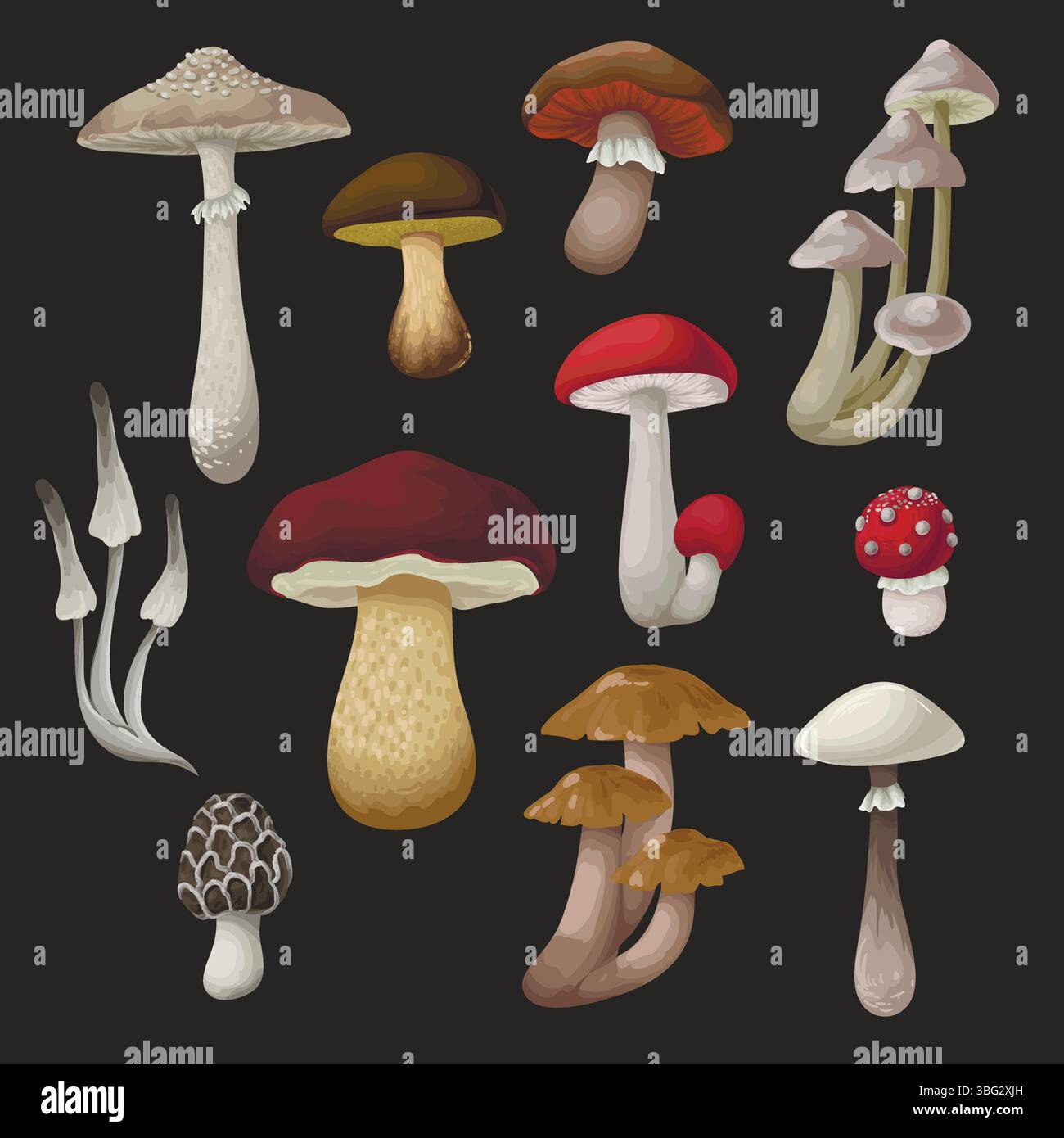 Different mushrooms isolated. Vector Stock Vector Image & Art - Alamy