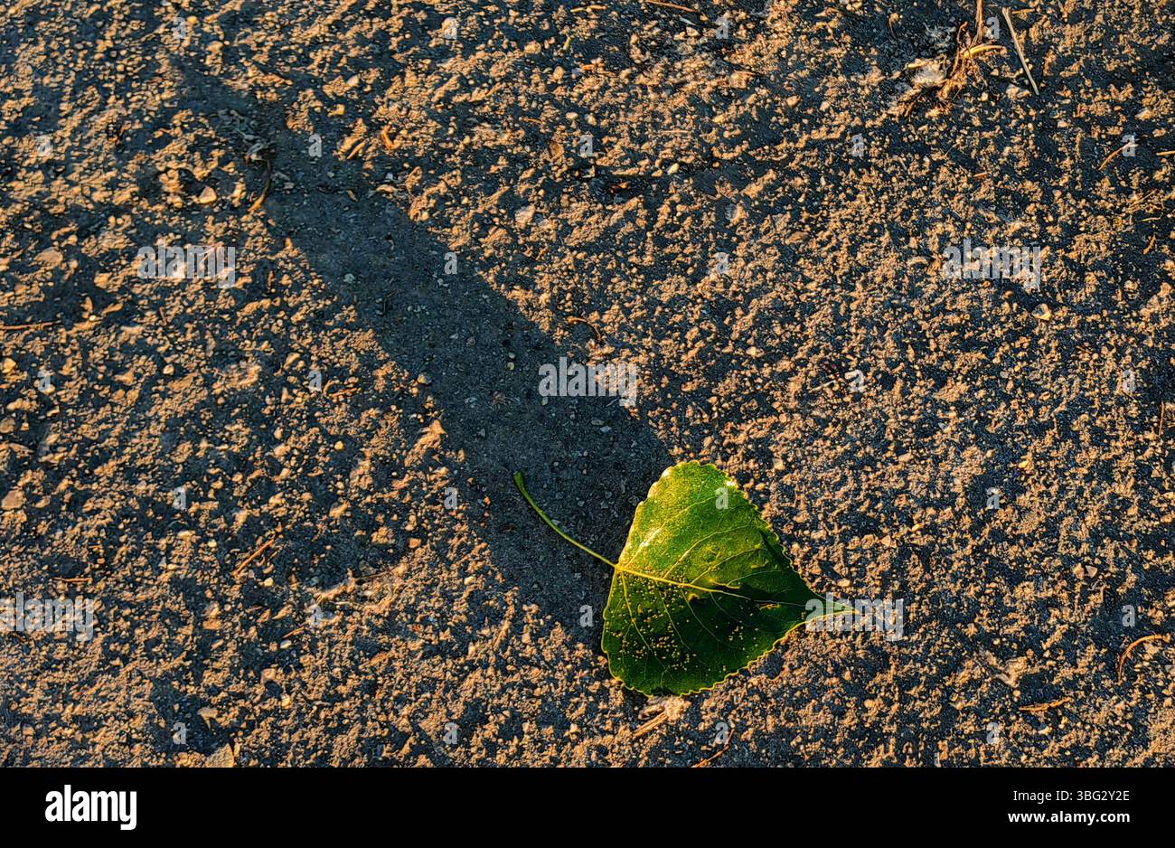 Leaf shadow detail green hi-res stock photography and images - Alamy