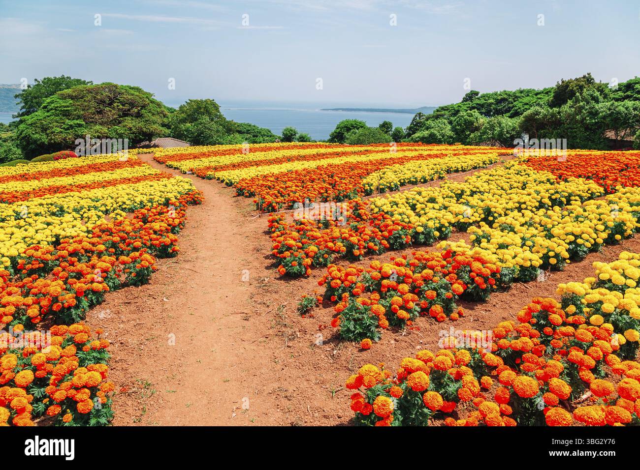 Nokonoshima island park Colorful flower field in Fukuoka, Japan, Asia ...