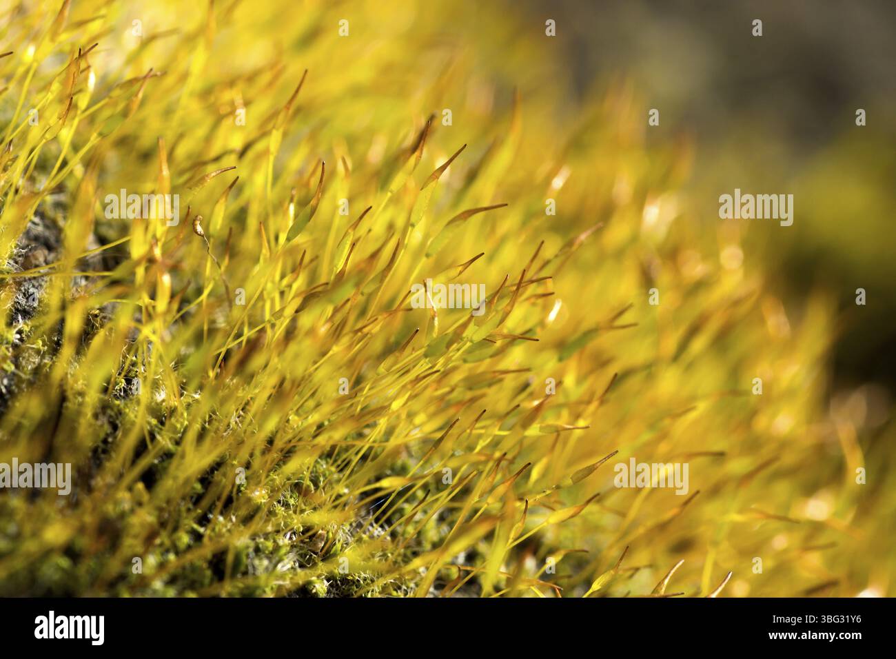 Tortula muralis tortula muralis hi-res stock photography and images - Alamy