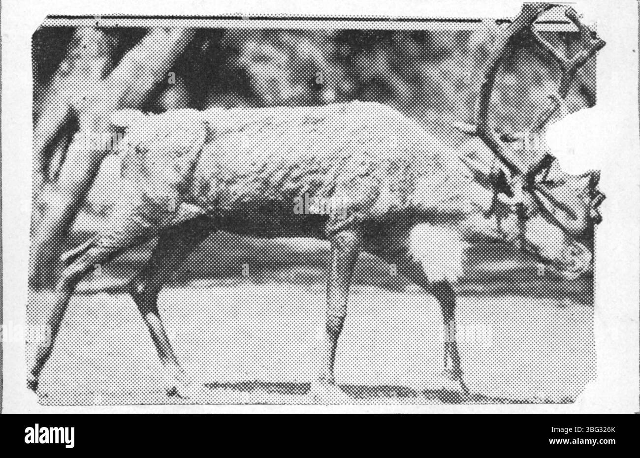 A black-and-white photograph from 1927 showing a reindeer, one of the ...