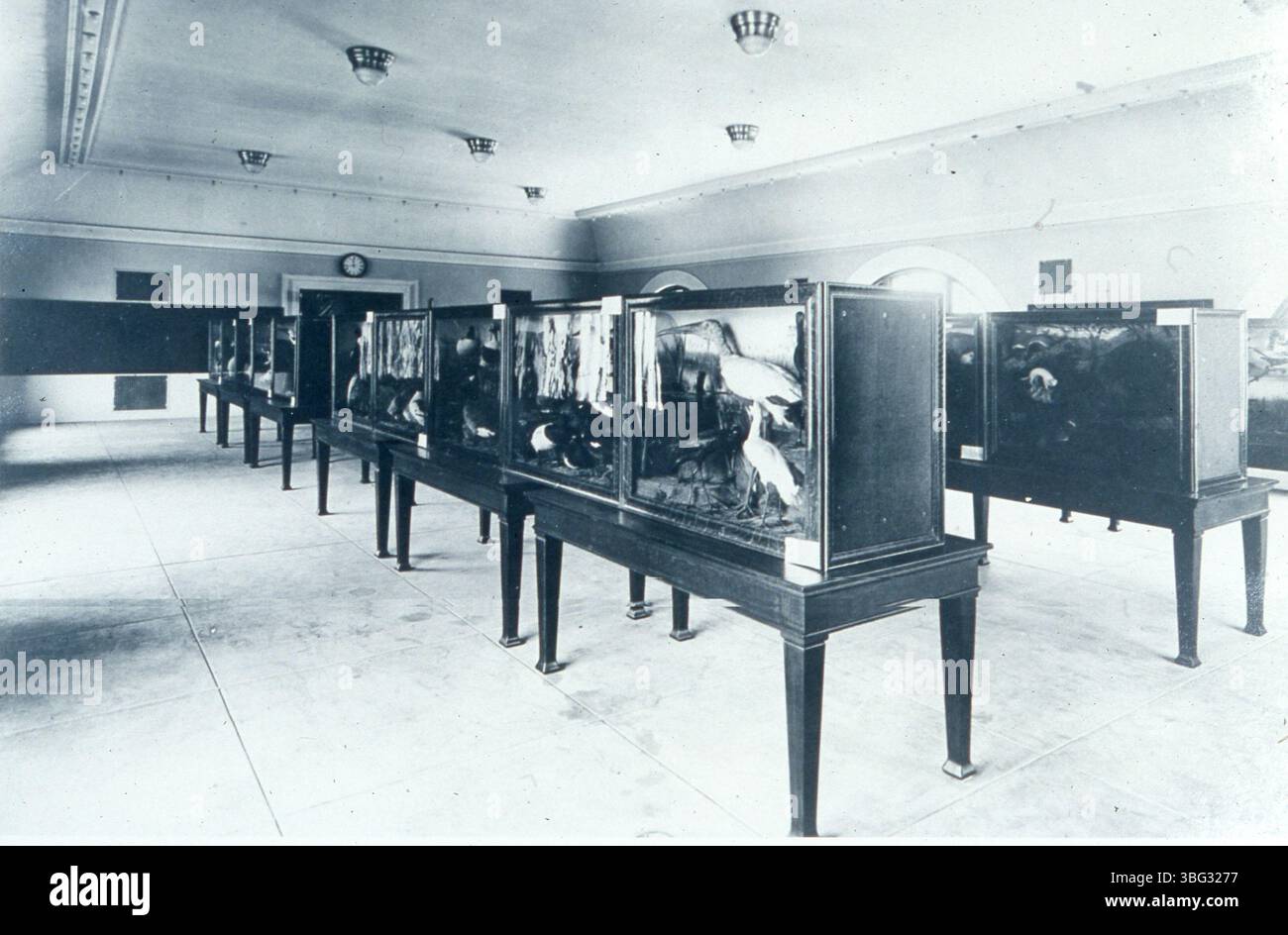 The George F. Monroe Bird Collection at the Columbus Metropolitan ...
