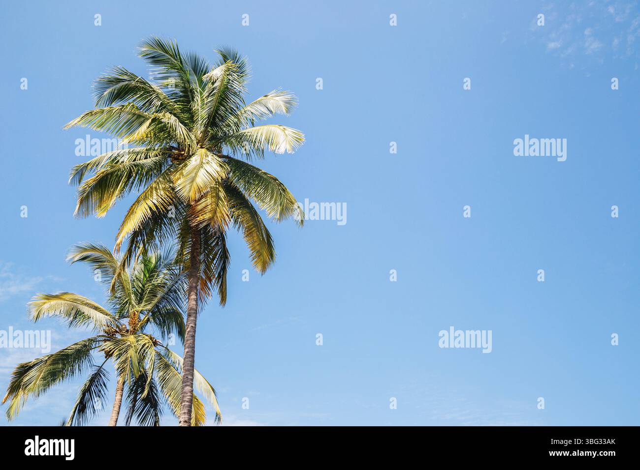Palm trees under blue sky in Palolem beach, Goa, India, Asia Stock ...