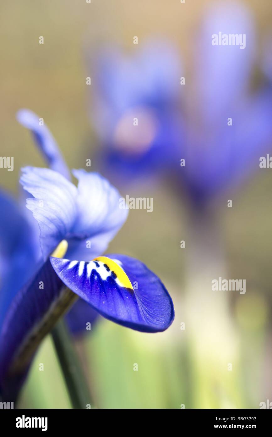 Blue dwarf iris (Iris reticulata Stock Photo - Alamy