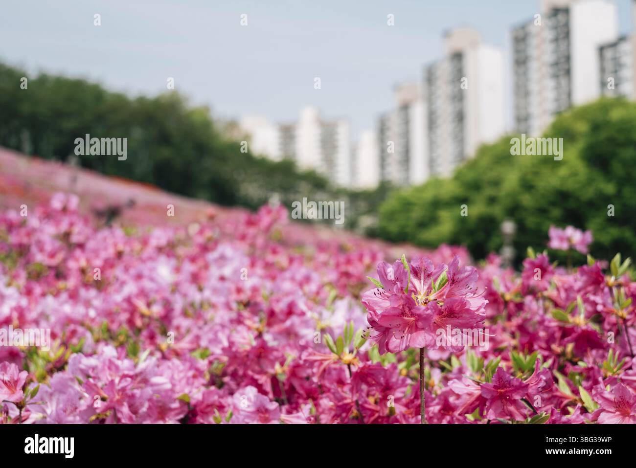 Royal Azaleas Hill Park flower festival in Gunpo, Korea Stock Photo - Alamy