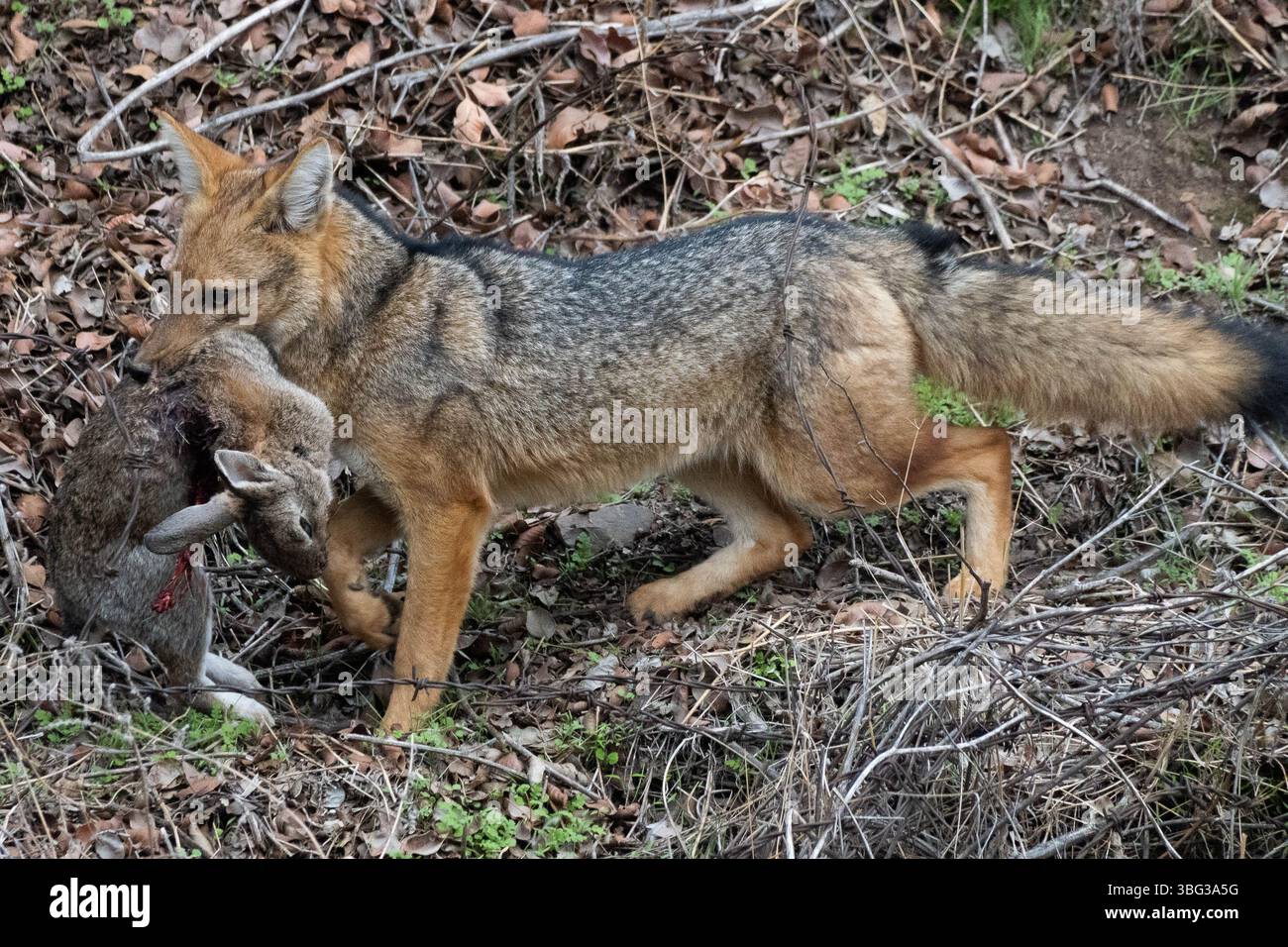 Santiago, Metropolitana, Chile. 3rd June, 2025. A fox carries a rabbit in its mouth as it moves ...