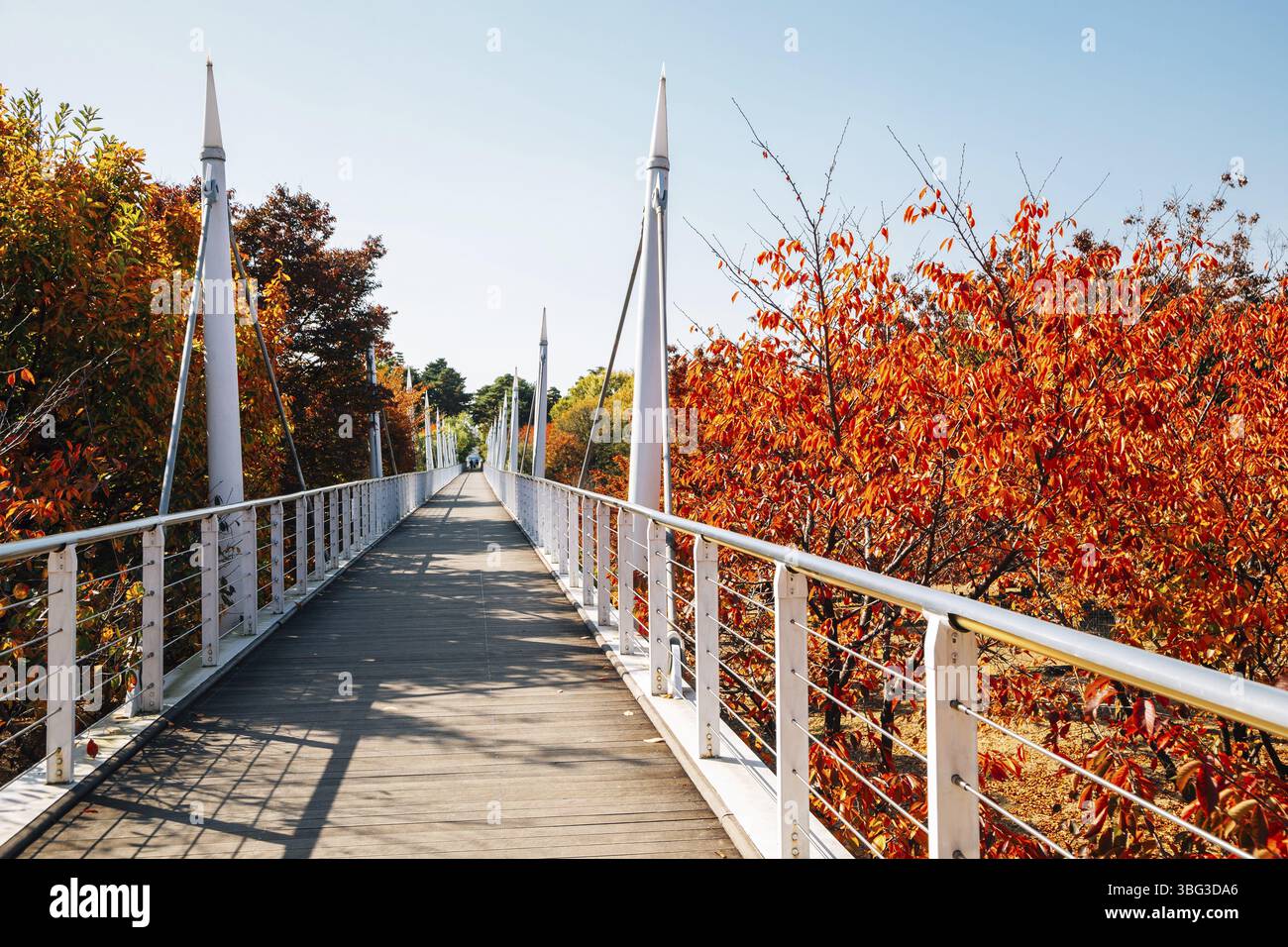 Seoul forest park, Bridge road with autumn colorful trees in Korea ...