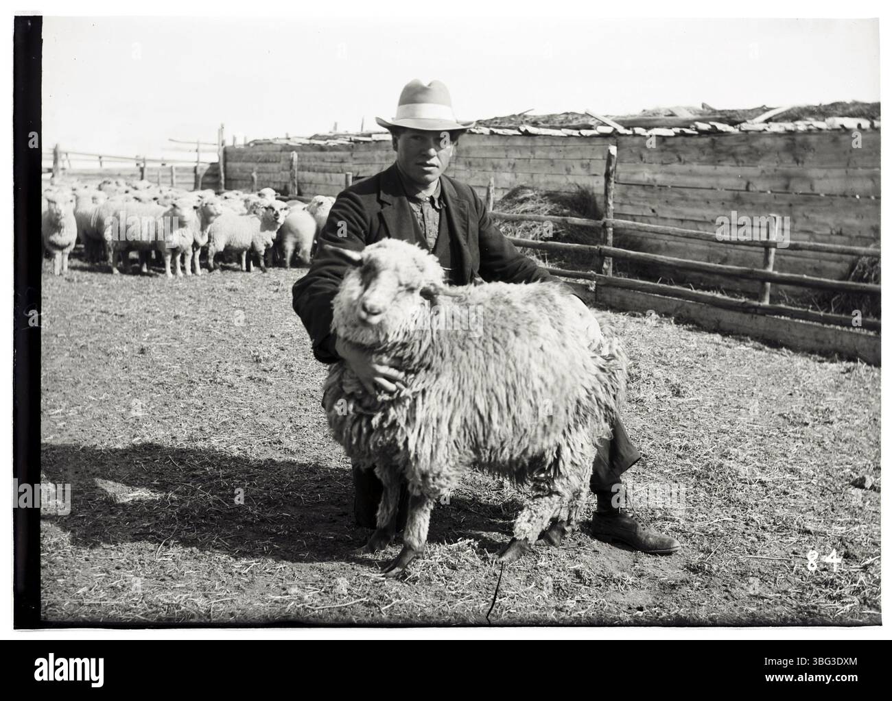 Cattle in corral feeding Cut Out Stock Images & Pictures - Alamy