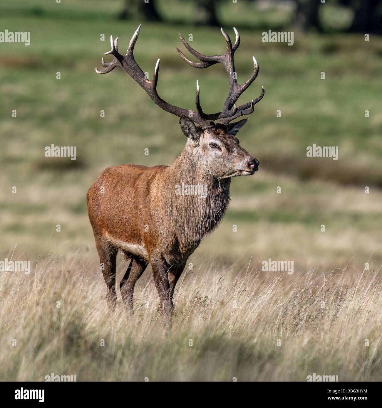 Red Deer Stag Stock Photo - Alamy