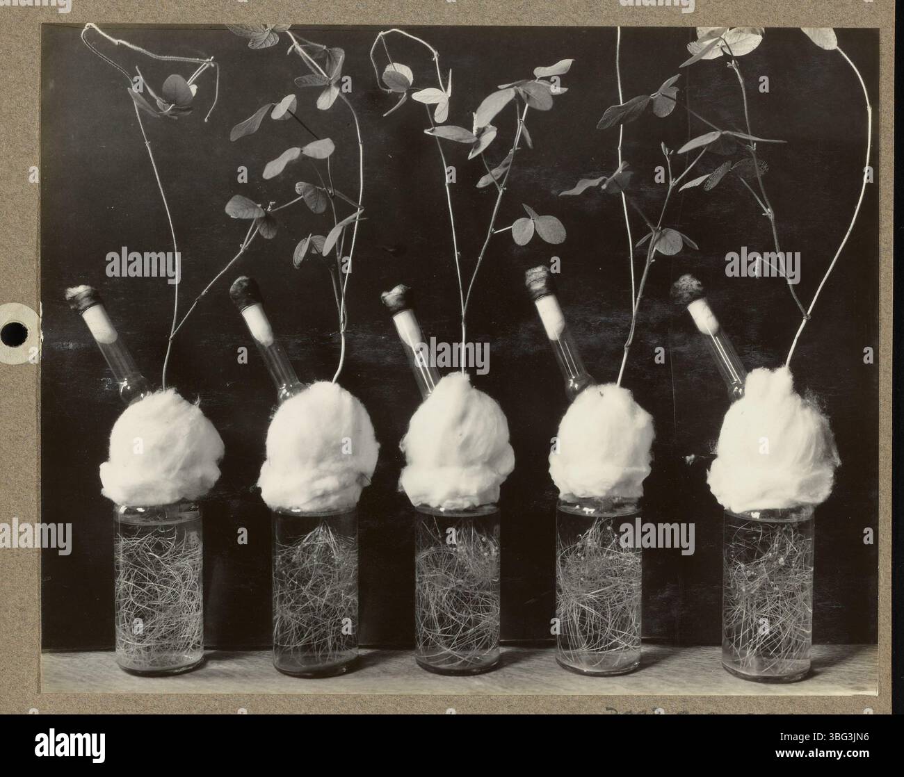 Image from 1927 showing culture samples used to study how boric acid ...