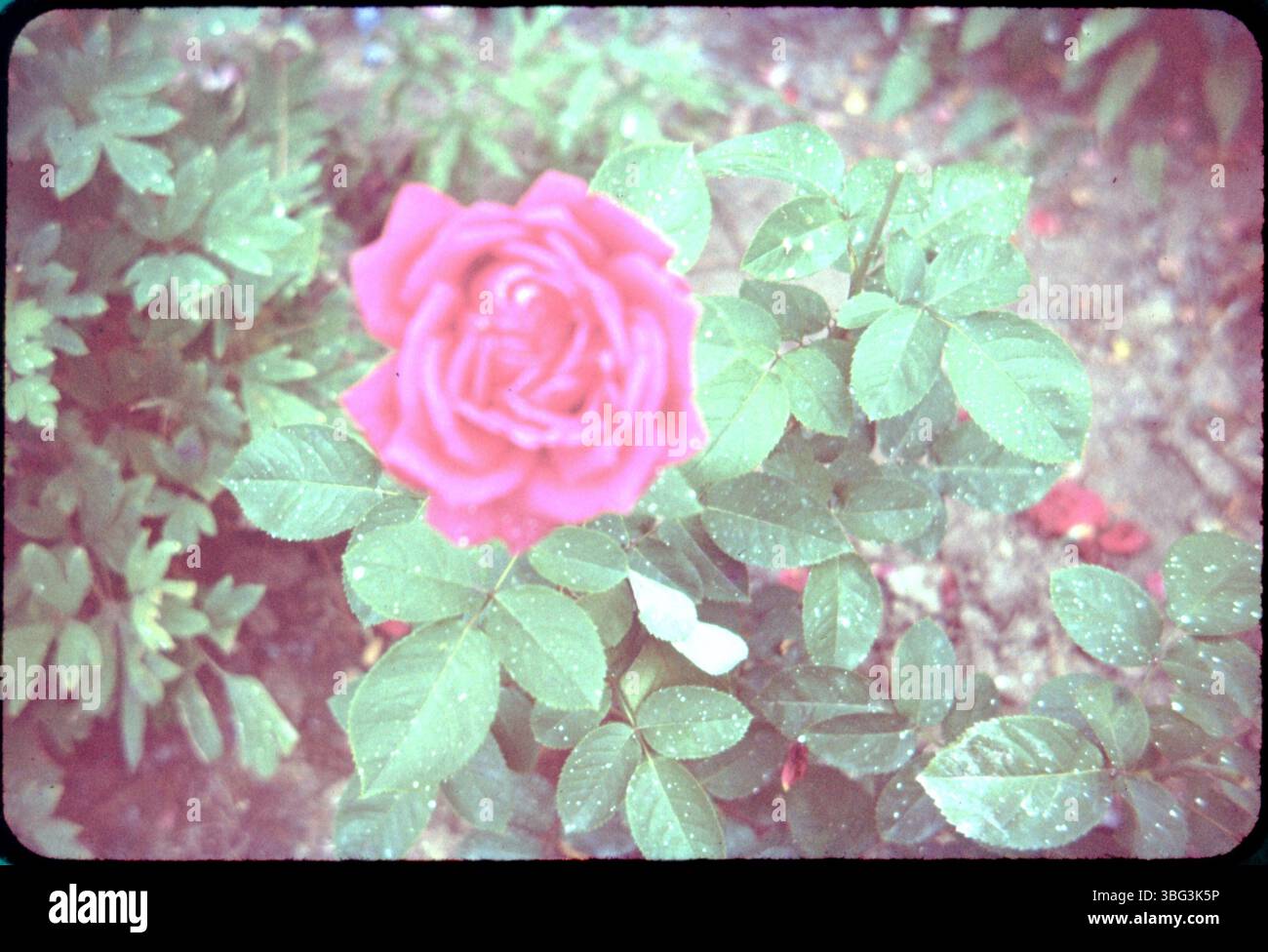 Photograph of a Chrysler Imperial rose bush growing in the garden of ...