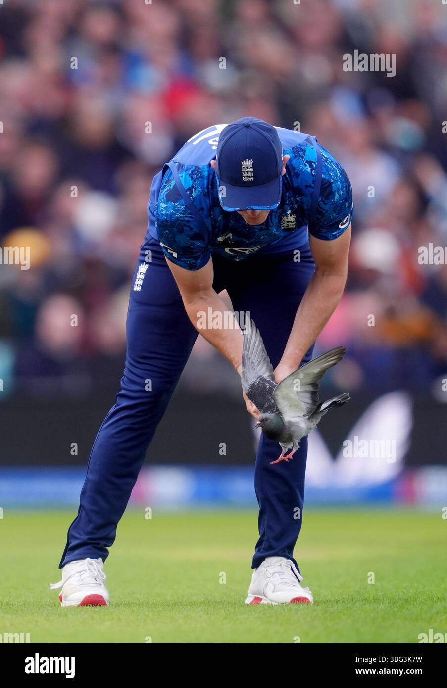 England's Matthew Potts checks on a pigeon that was hit by the ball ...
