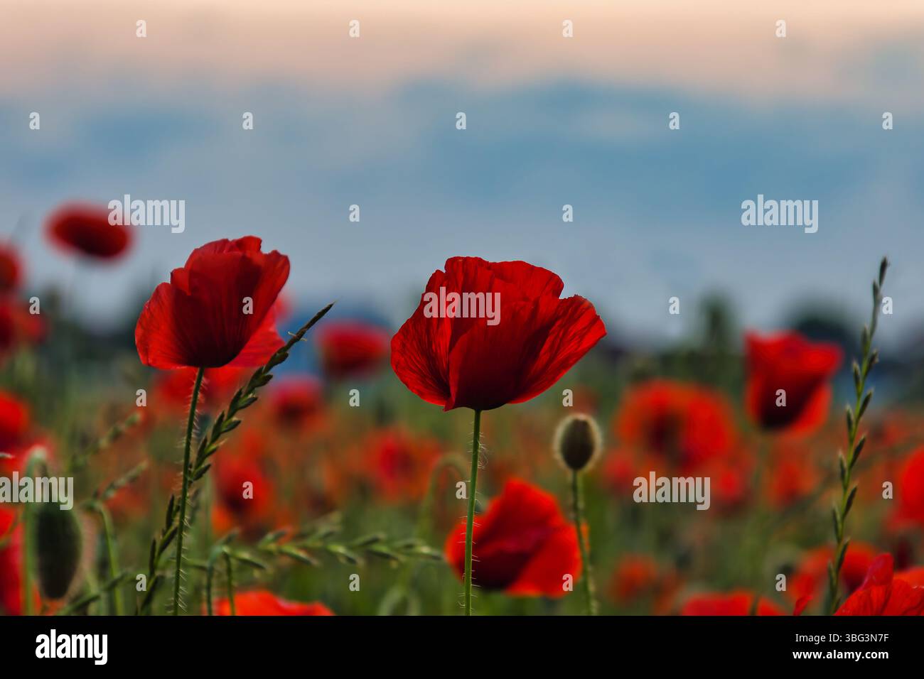 Red poppy field sunset hi-res stock photography and images - Alamy