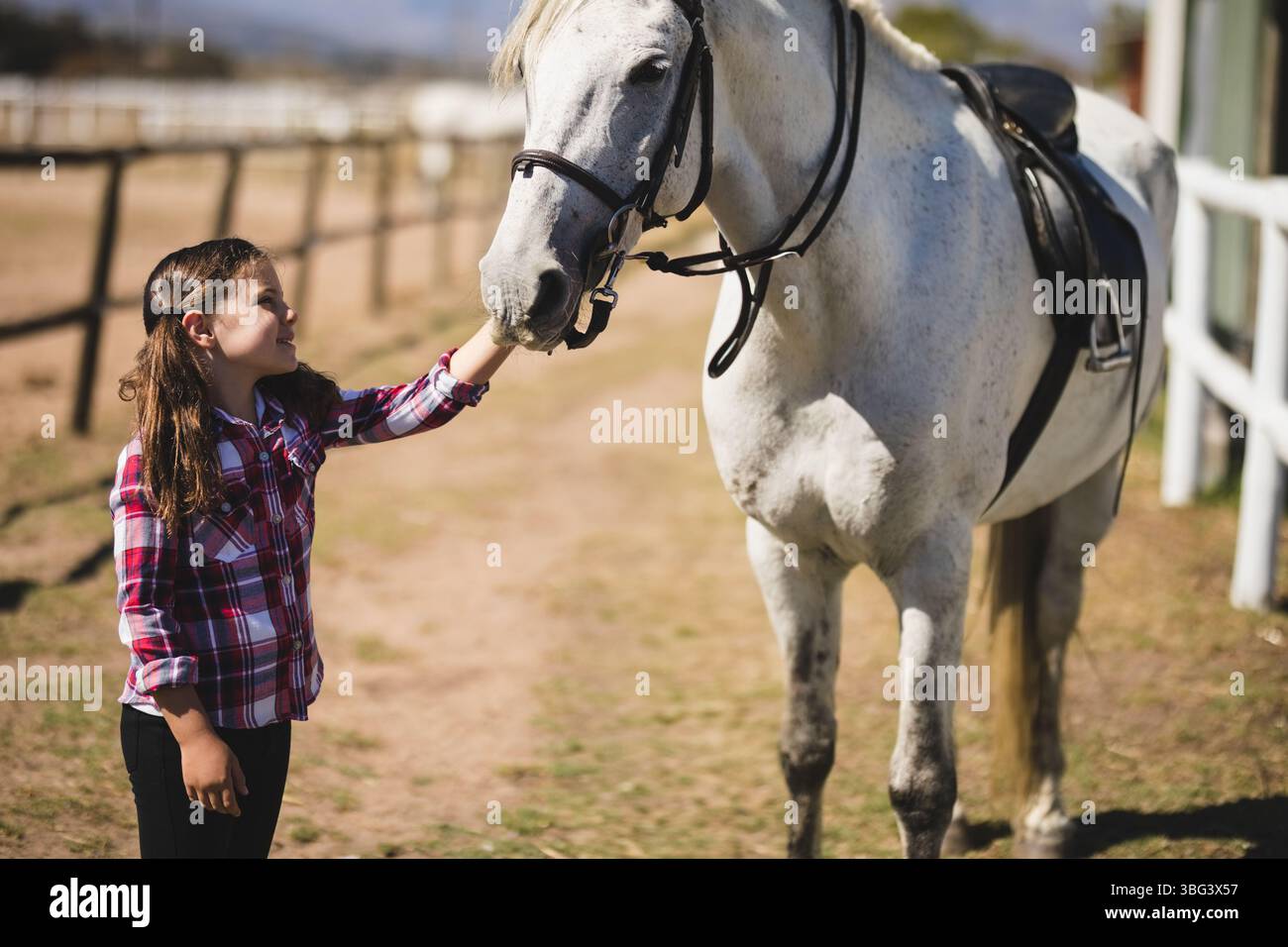 Girl standing beside light gray horse in ranch paddock petting muzzle ...