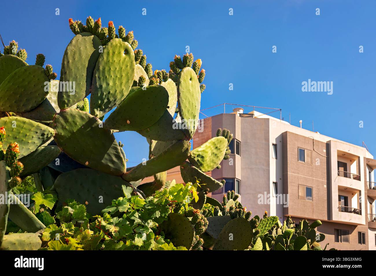 Prickly pear cactus under clear hi-res stock photography and images - Alamy