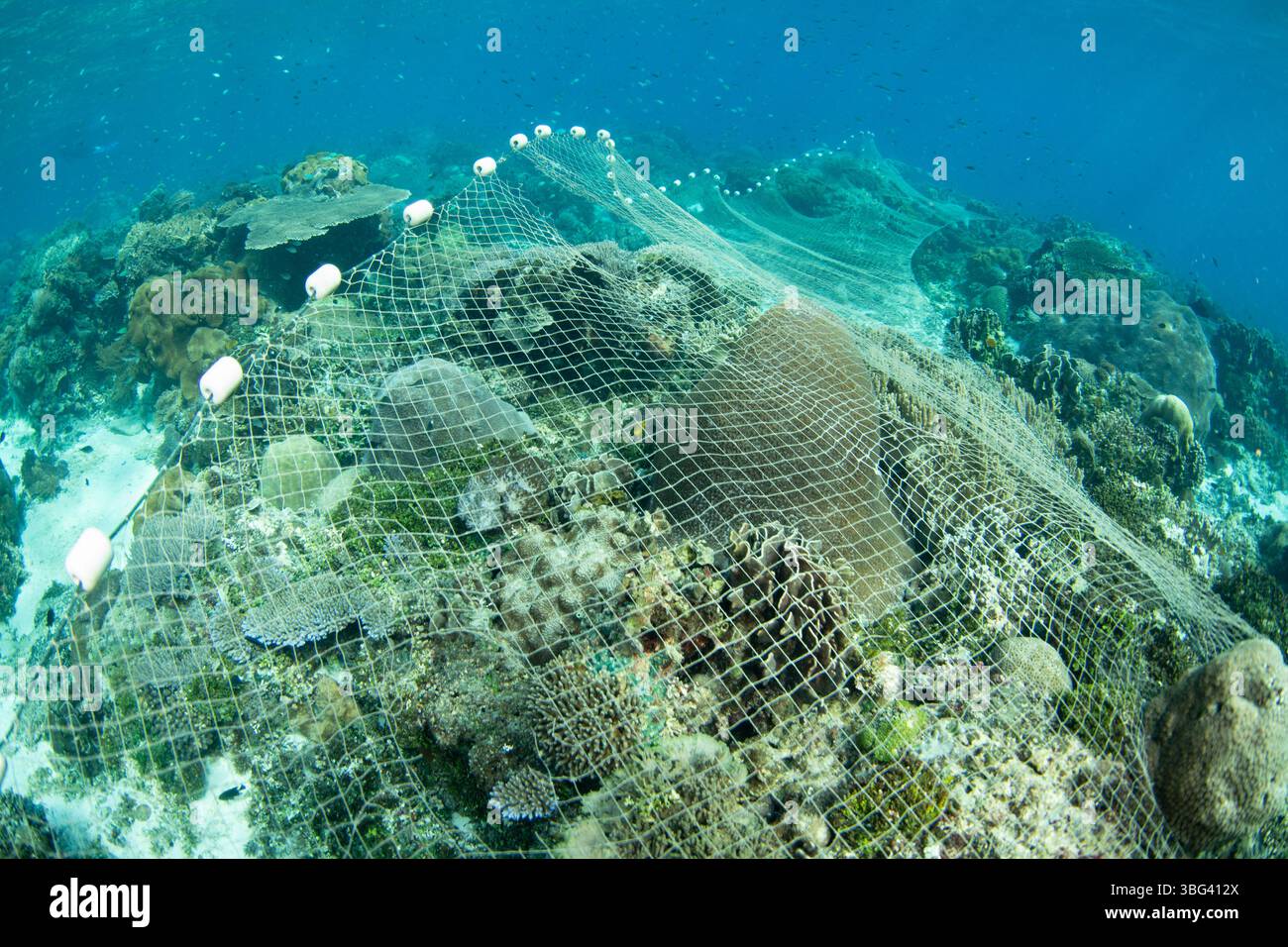 A long fishing net is draped over a coral reef in the Pantar Strait ...