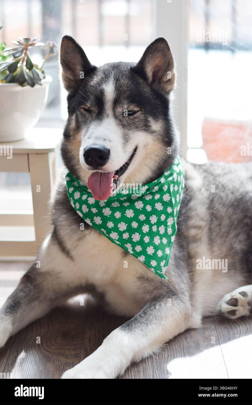 Portrait of Husky dog wearing green St Patricks Day bandana sitting ...