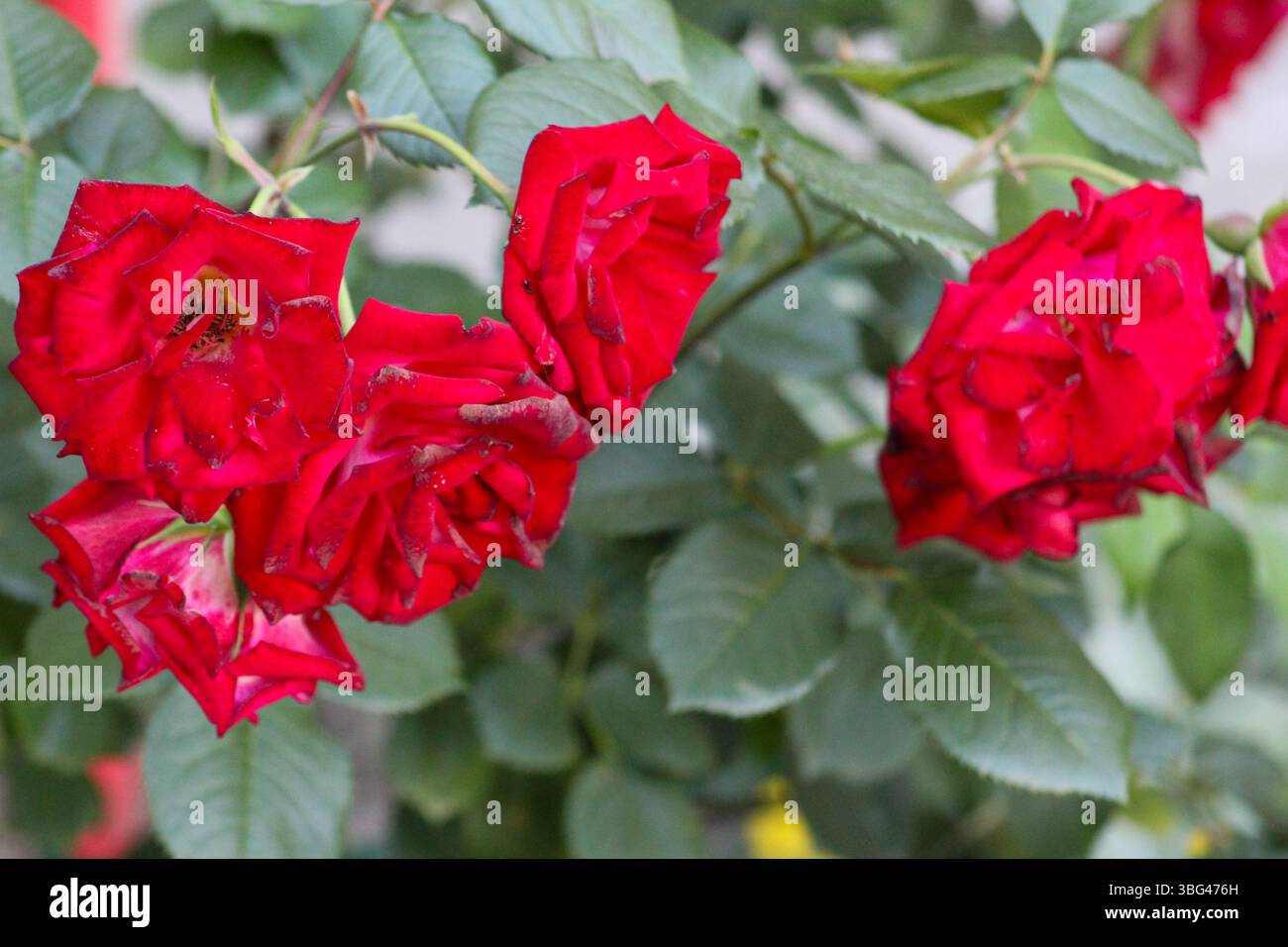 Macro shot of fading red roses with visible signs of age and decay ...