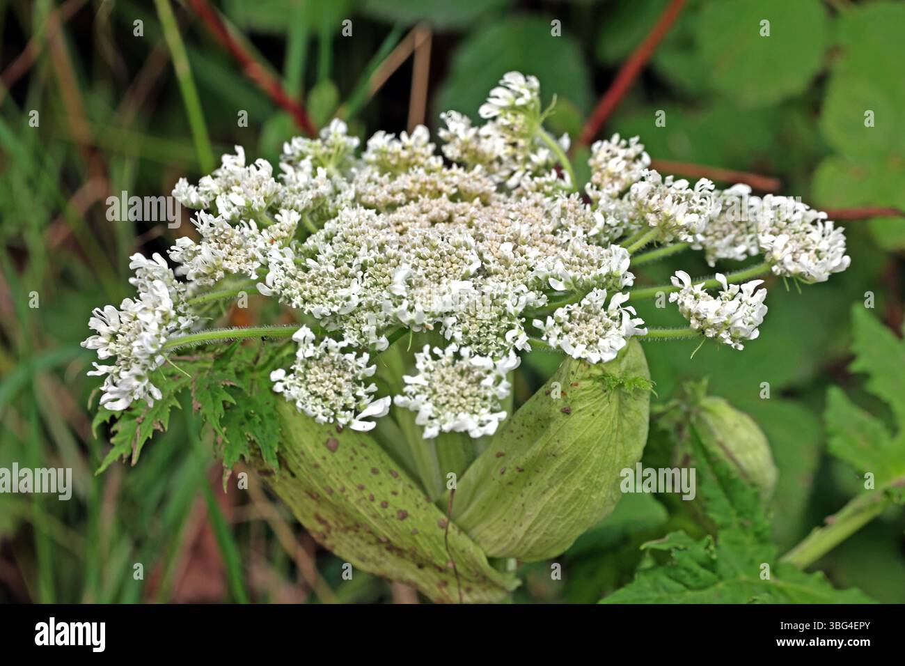 Invasive Neophyten in Deutschland Die Blüte der phototoxischen ...