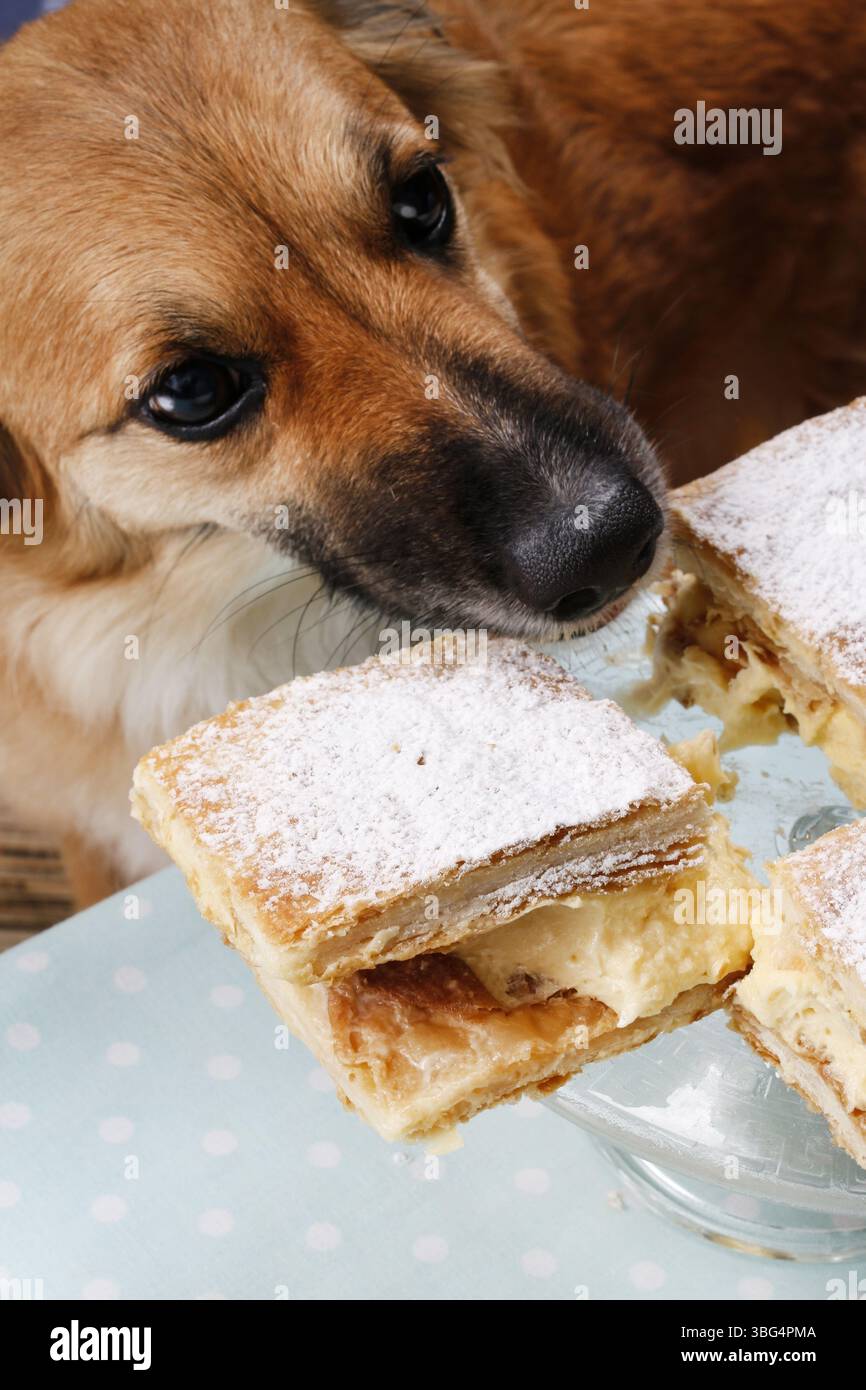 Dog left home alone is stealing a cake. Animal love Stock Photo - Alamy