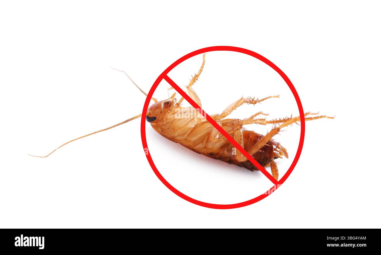 Pest control. Dead cockroach with red prohibition sign on white ...
