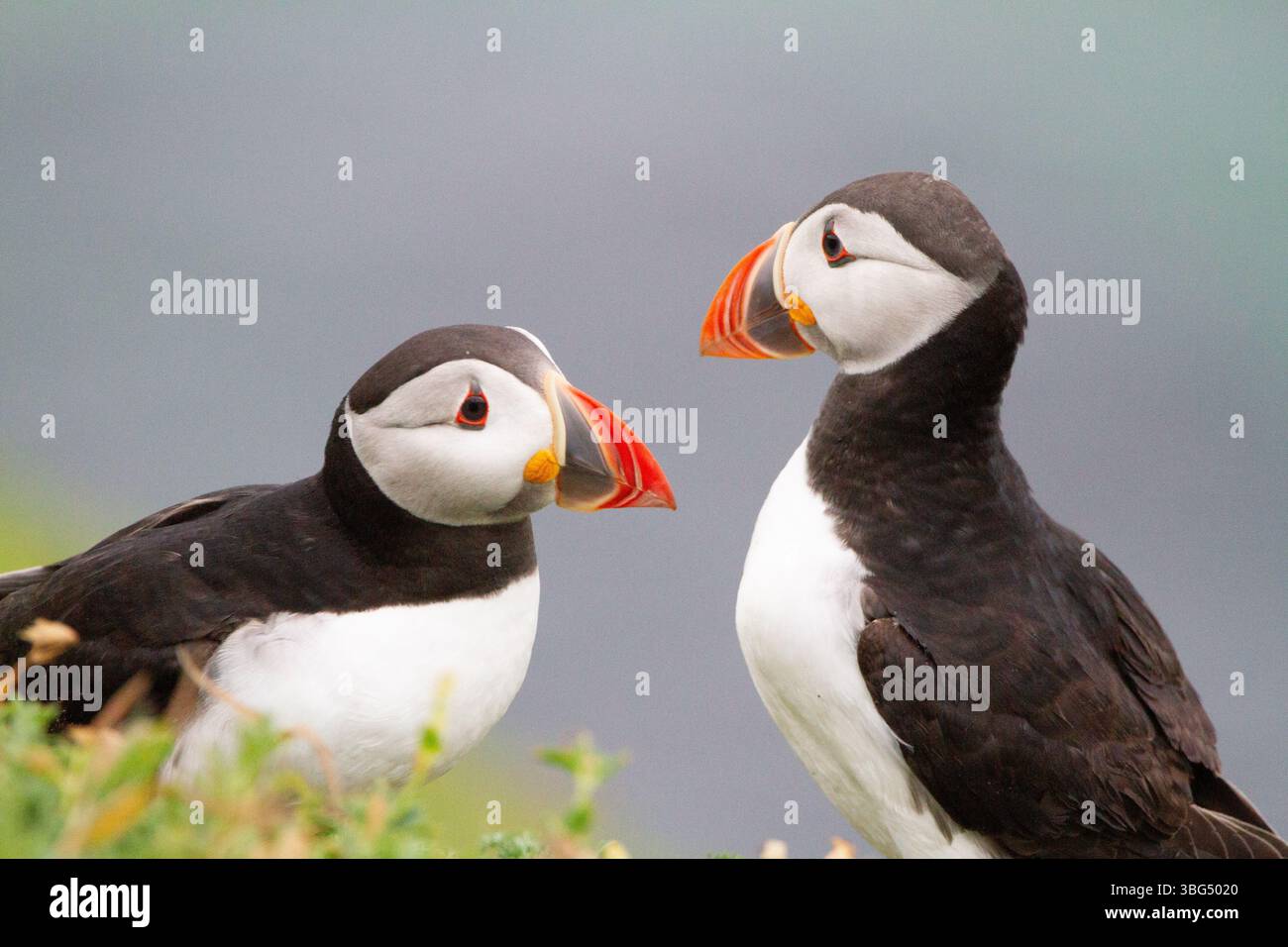 Large triangular parrot like bill hi-res stock photography and images ...