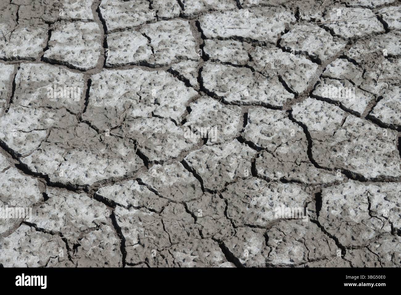 Years of drought have left this wetland high, dry and cracked. Dry mud ...