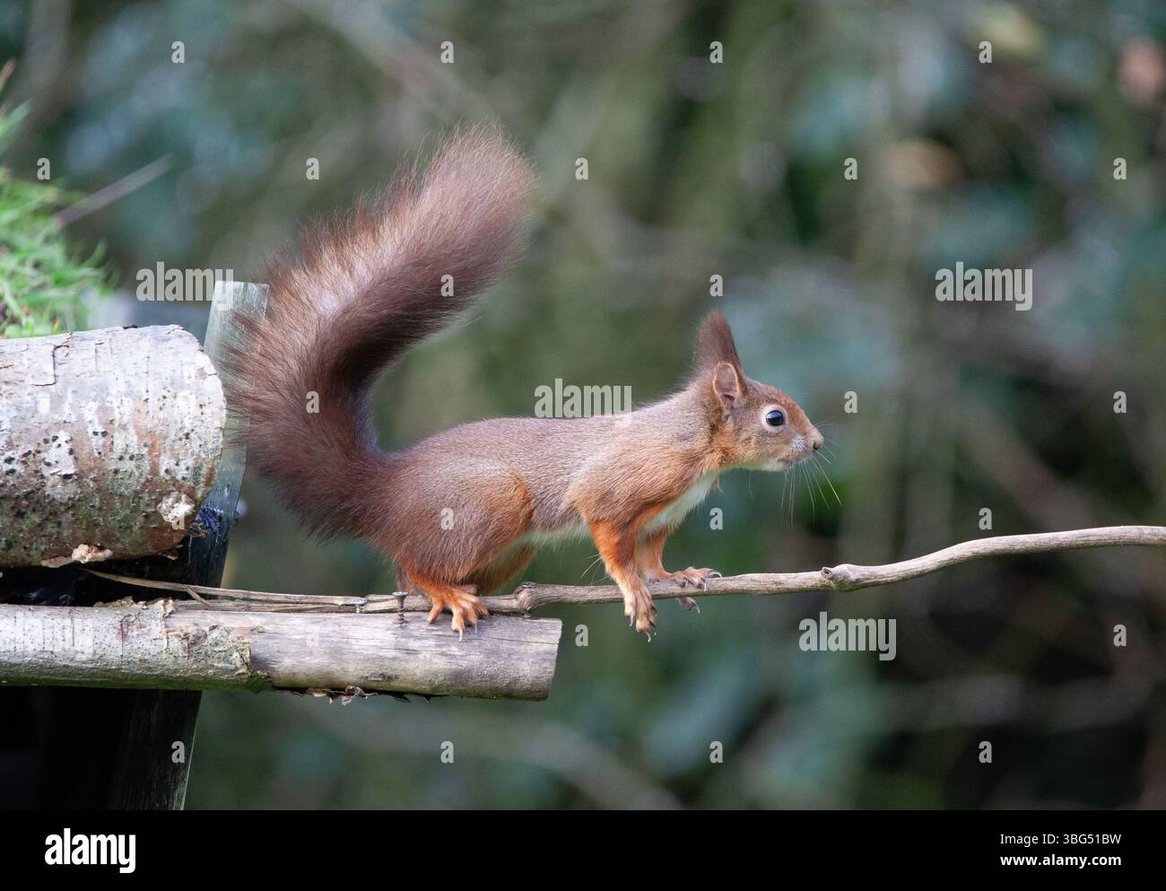 Squirrel red fur nuts hi-res stock photography and images - Alamy
