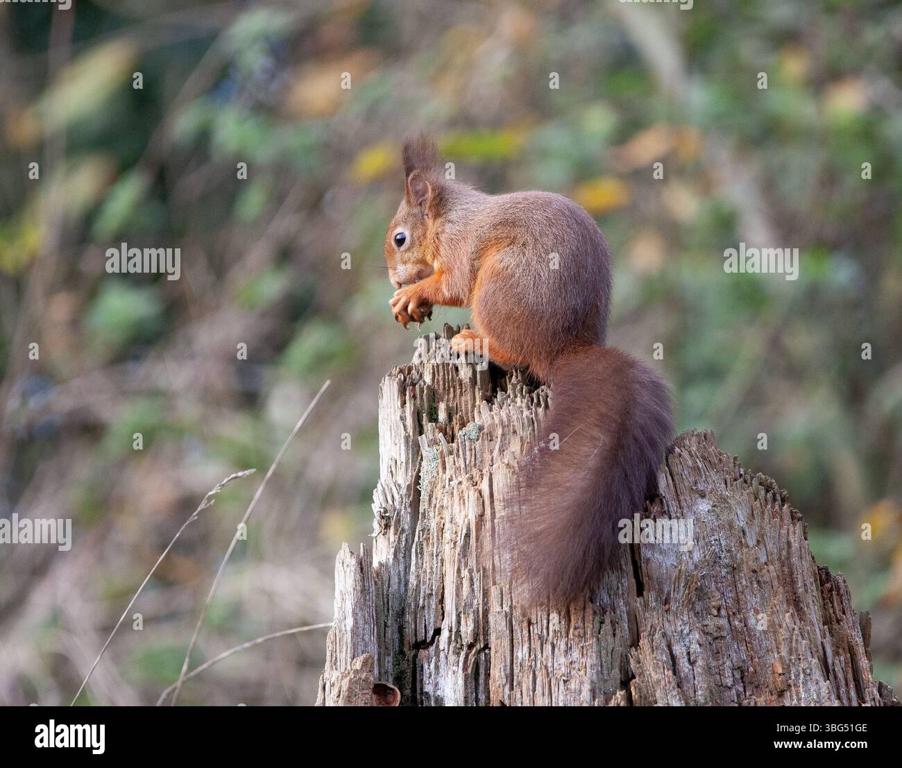 Hazel nuts uk grey squirrel hi-res stock photography and images - Alamy