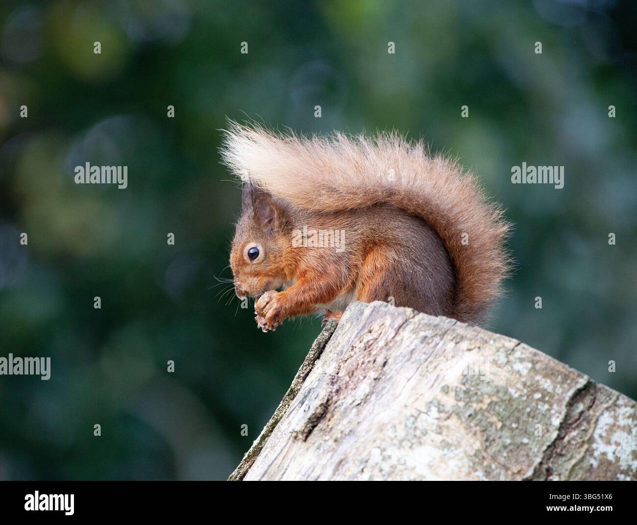 Sciurus vulgaris hides nuts hi-res stock photography and images - Alamy