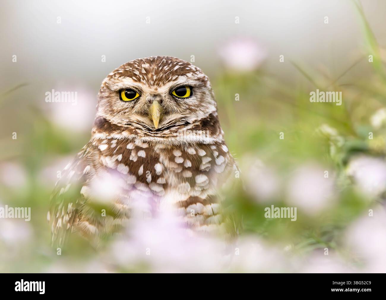 Wild burrowing owls of south Florida Stock Photo - Alamy