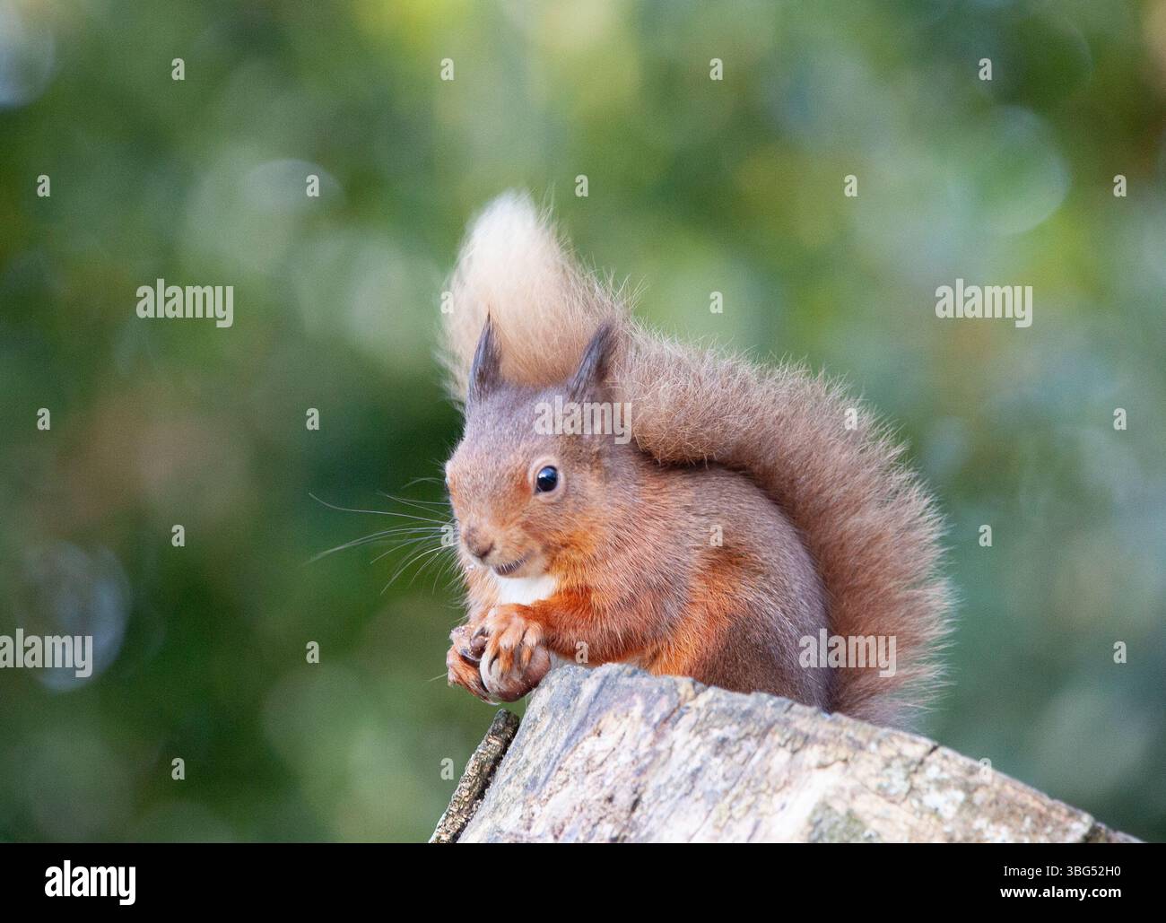 Portrait red squirrel sciurus vulgaris feeding outdoors hi-res stock ...