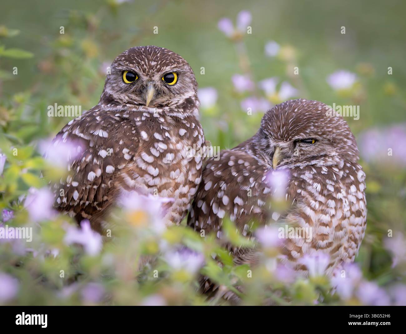 Wild burrowing owls of south Florida Stock Photo - Alamy