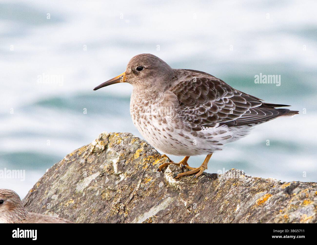Slaty upperparts hi-res stock photography and images - Alamy