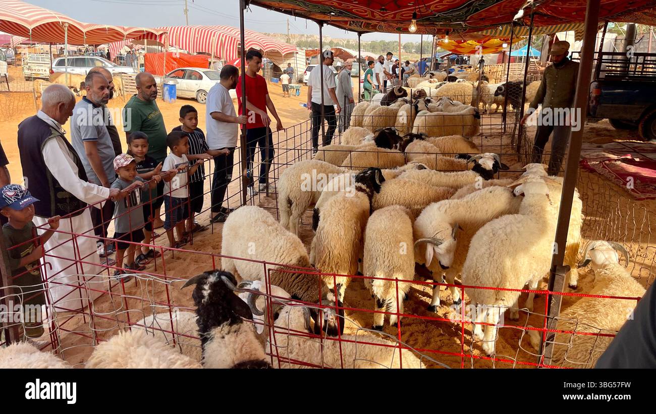 Tripoli, Libya. 3rd June, 2025. People buy sheep at a livestock market ...