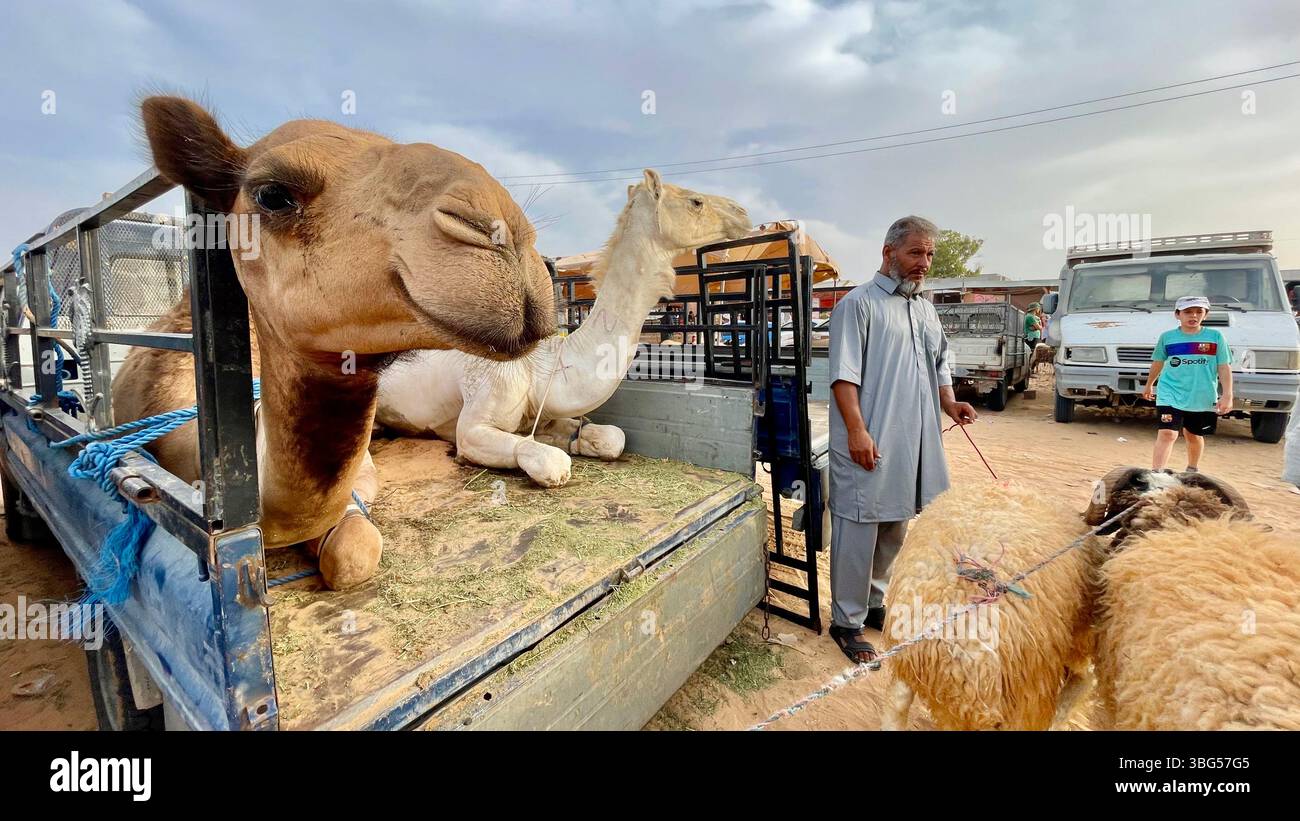 Tripoli, Libya. 3rd June, 2025. Camels and sheep are pictured at a ...