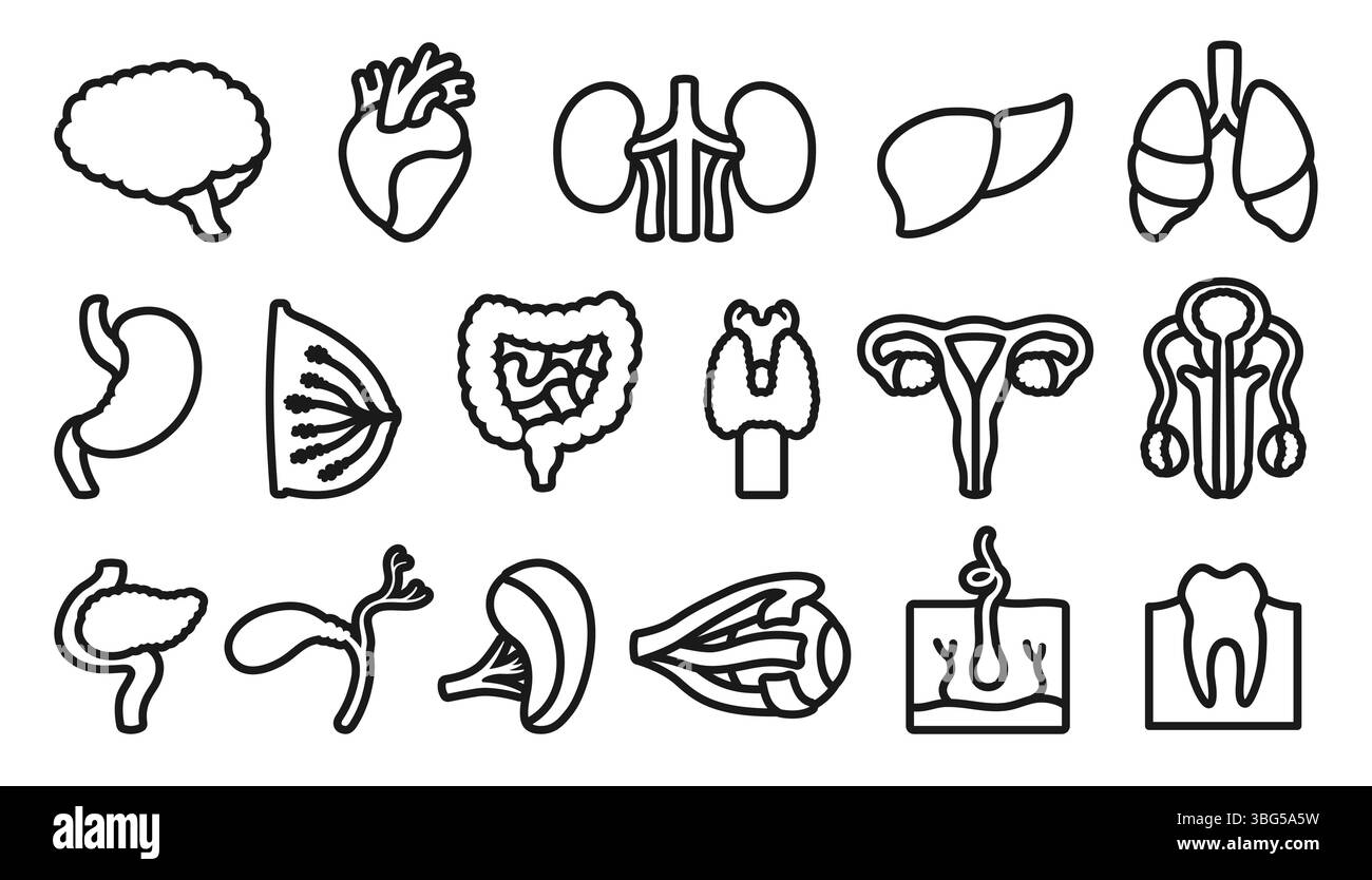 Human organs sign set. Linear symbol lung, brain, heart, liver stomach ...