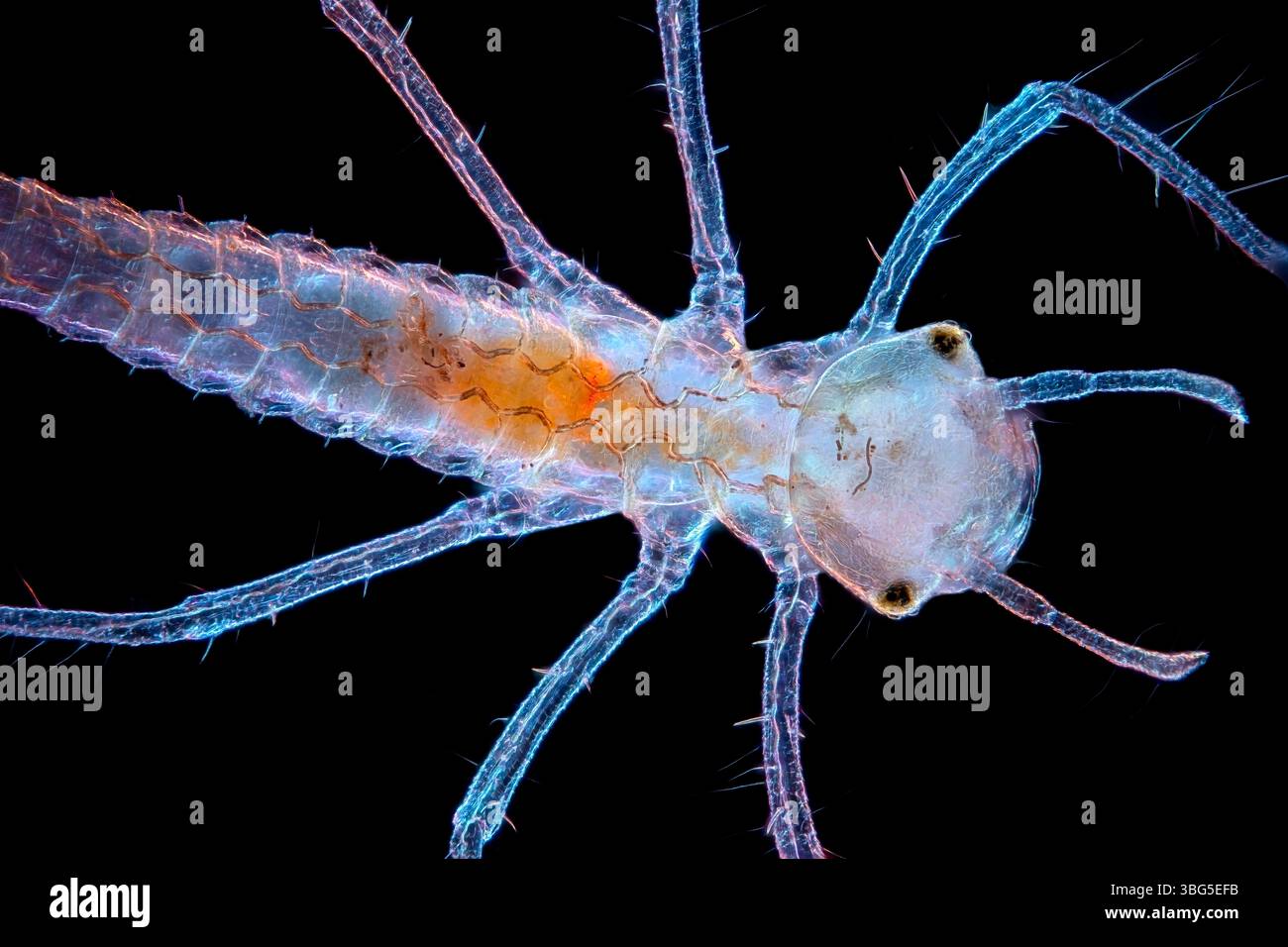 Dragonfly larva. Darkfield/polarised contrast light micrograph of a ...