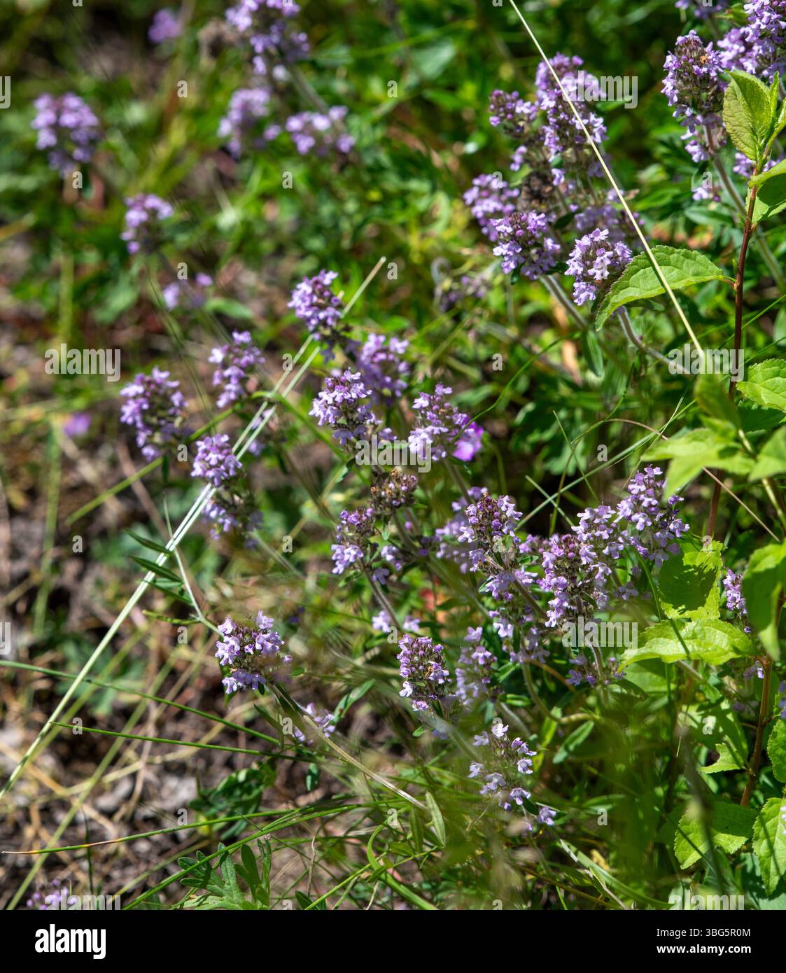Wild thyme (Thymus serpyllum) also known as Breckland thyme or Creeping ...