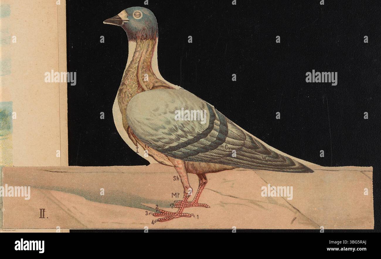 This page from the 1924 'Il Colombo' book offers an illustration of a ...