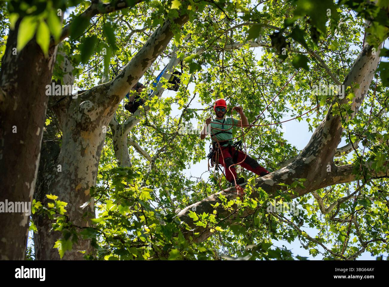 Tata, Hungary. 01st June, 2025. A competitor walks on the branch during ...